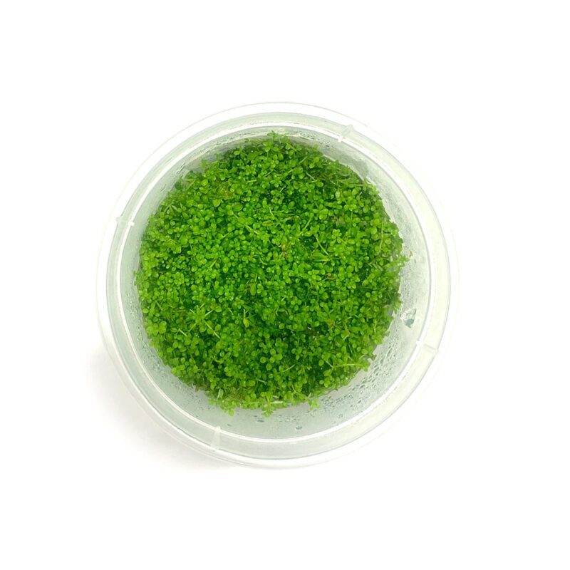 Micranthemum Callitrichoides 'Cuba' [Tc] - aquasoul.in
